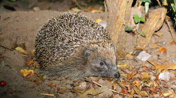 Camping with Hedgehogs | Hedge Hog Central