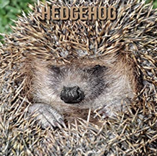 Custom Colored Epoxy Creations For Hedgehog Cages | Hedge Hog Central